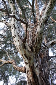 Down Under in the Land of Olives | Food Gal