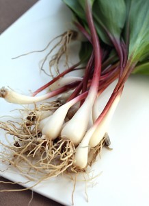 Wild About Ramps | Food Gal