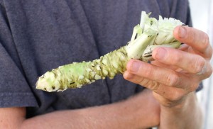 California’s Only Grower of Real Wasabi | Food Gal